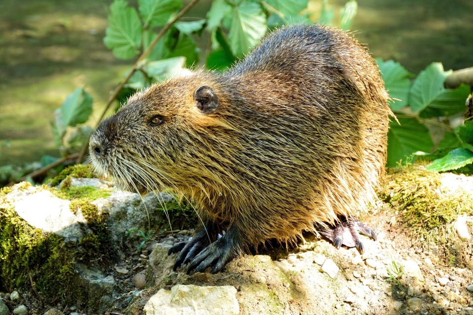 Wildlife Facts: North American Beaver